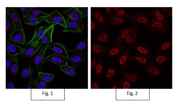 Anti-Integrin αVβ3 Antibody, clone LM609, Alexa Fluor® 555 Conjugate ...